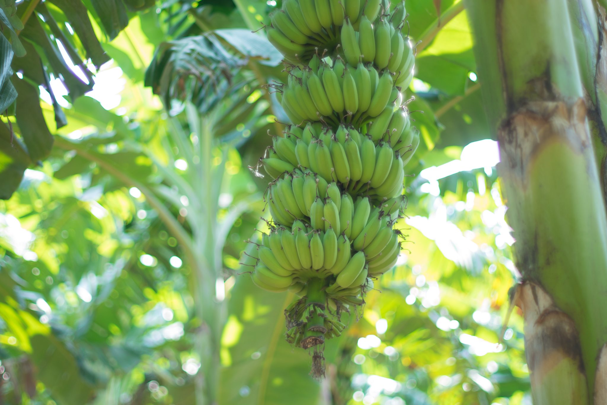 Australia y Nueva Zelanda dan luz verde a banano genéticamente ...