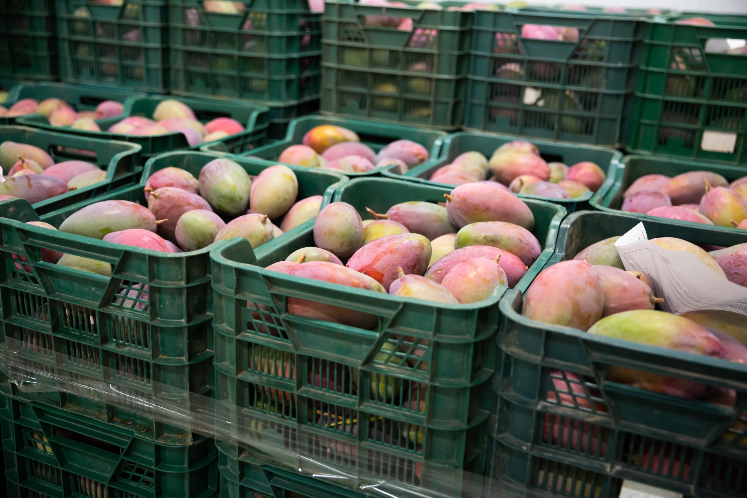 El mercado del mango sigue en expansión - Redagrícola