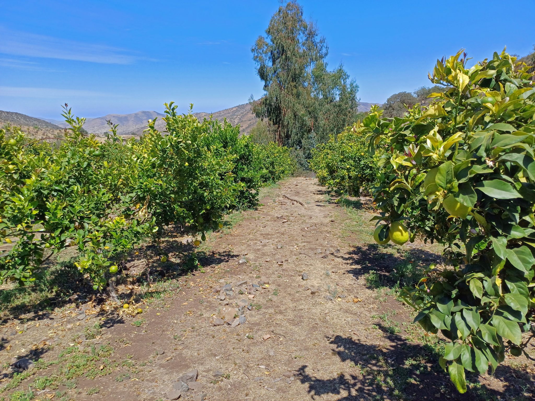 Limones: pequeños productores buscan ser más eficientes - Redagrícola