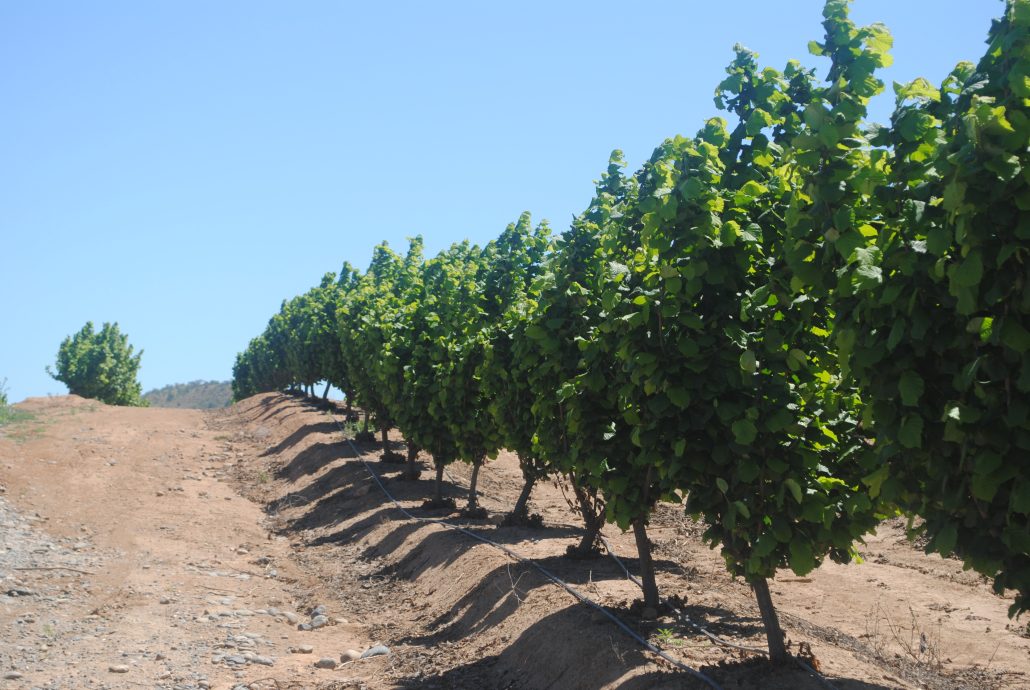 Avellano europeo continúa imparable en Chile - Redagrícola