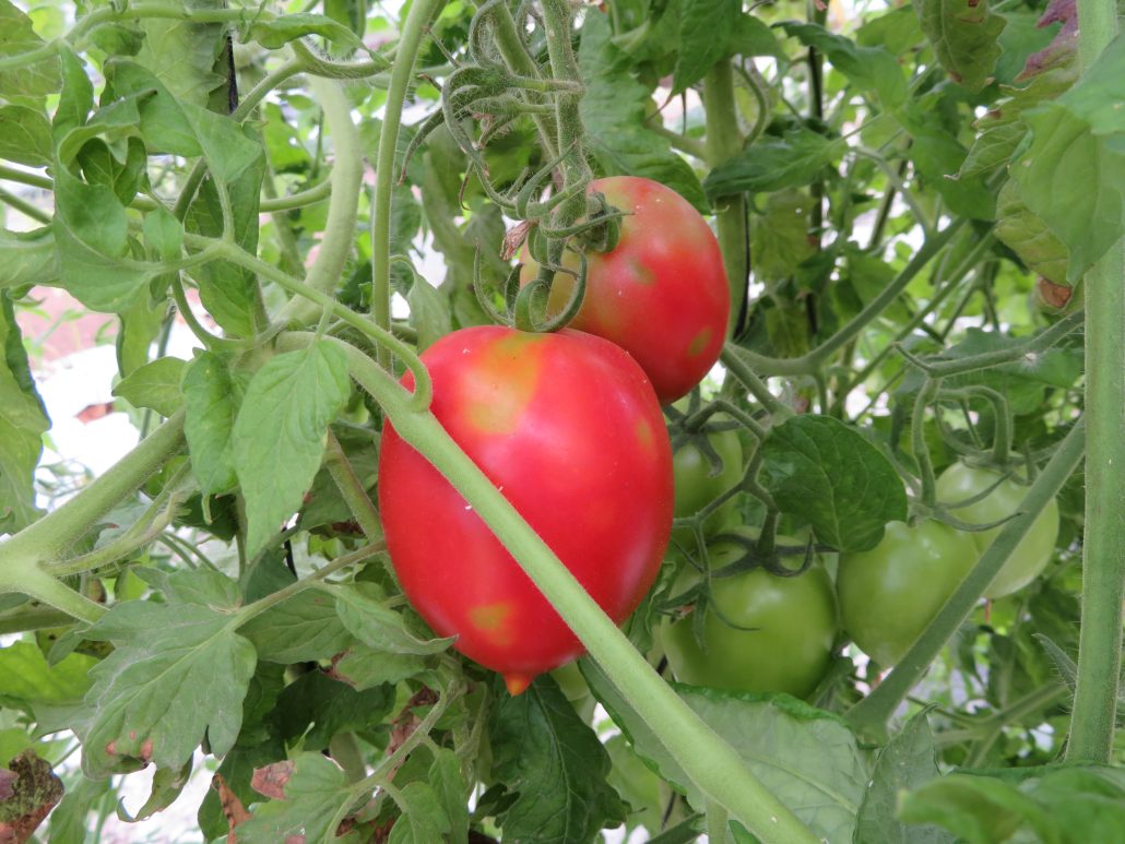 Virus rugoso del tomate (ToBRFV), una lucha continua