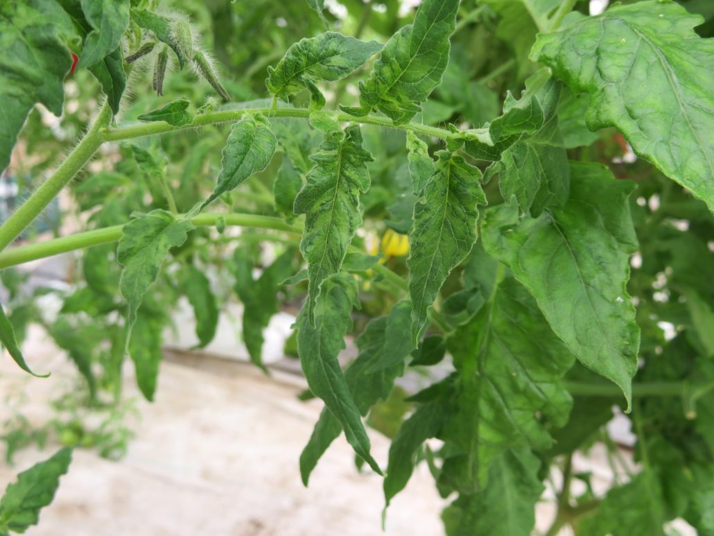 Virus rugoso del tomate (ToBRFV), una lucha continua