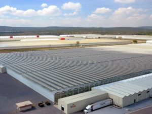 Agropark: El Clúster Agrícola de Querétaro