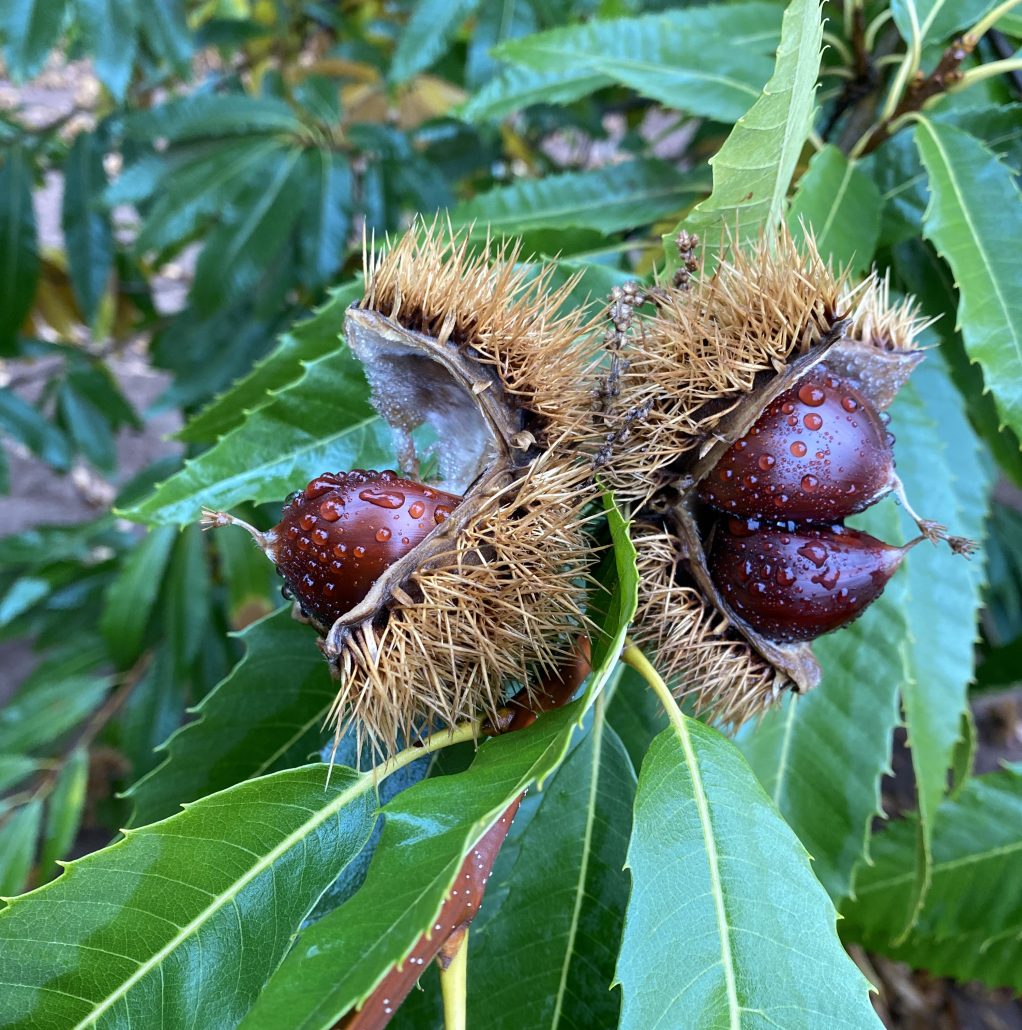 Organizarán primer seminario sobre cultivo del castaño - Redagrícola