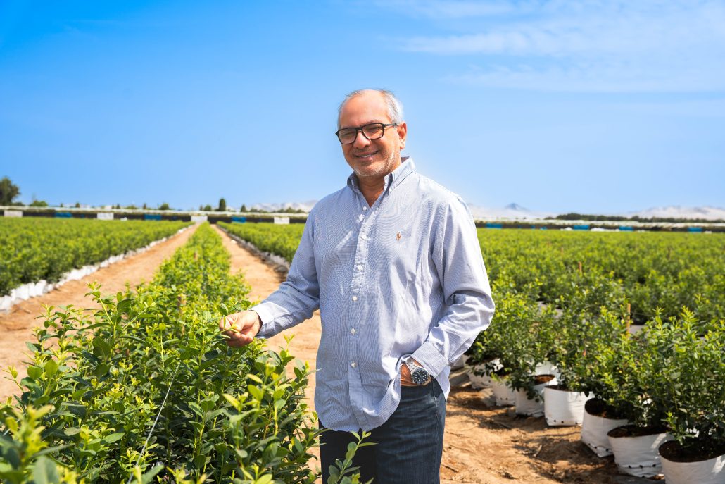 Arándano Archives - Redagrícola