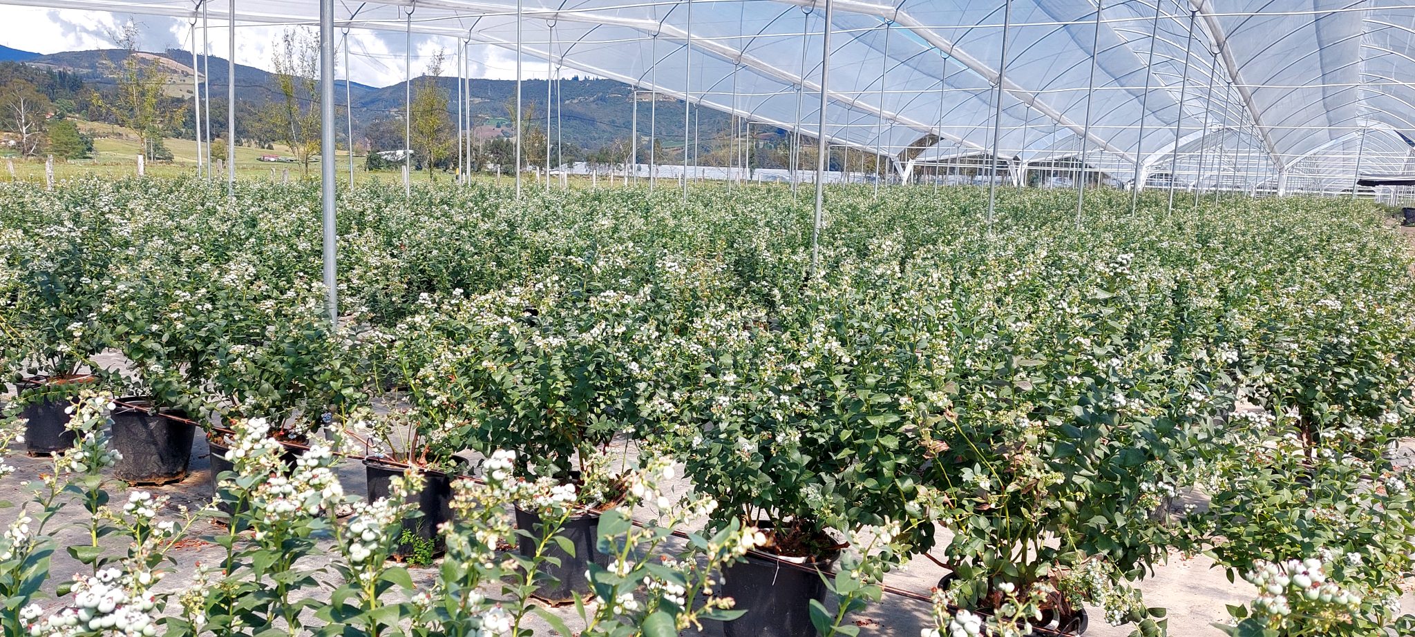 Crecer a base de genética ‘premium’ y alianzas comerciales