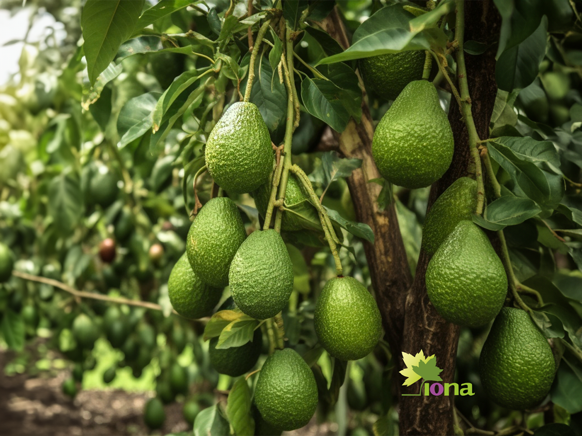 Inducción en paltos y brasinoesteroides - Redagrícola