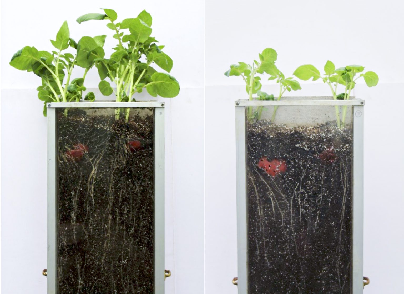 Myconativa, una apuesta por la agricultura más sostenible - Redagrícola