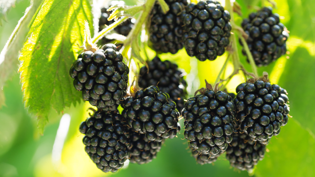 Estadounidenses desarrollan la primera mora sin semillas del mundo