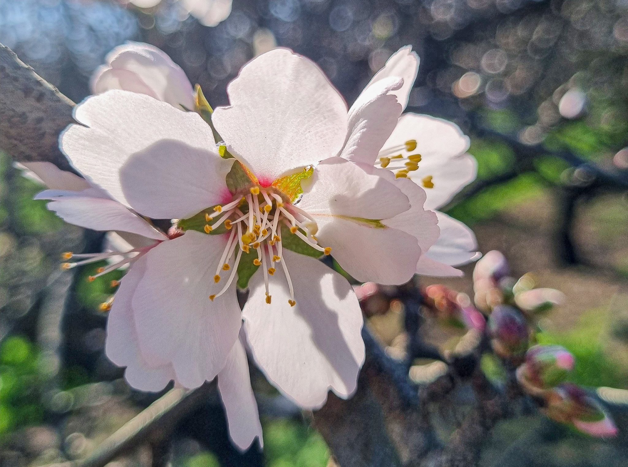 Tizón de la flor, estrategias de manejo para su control en almendros ...