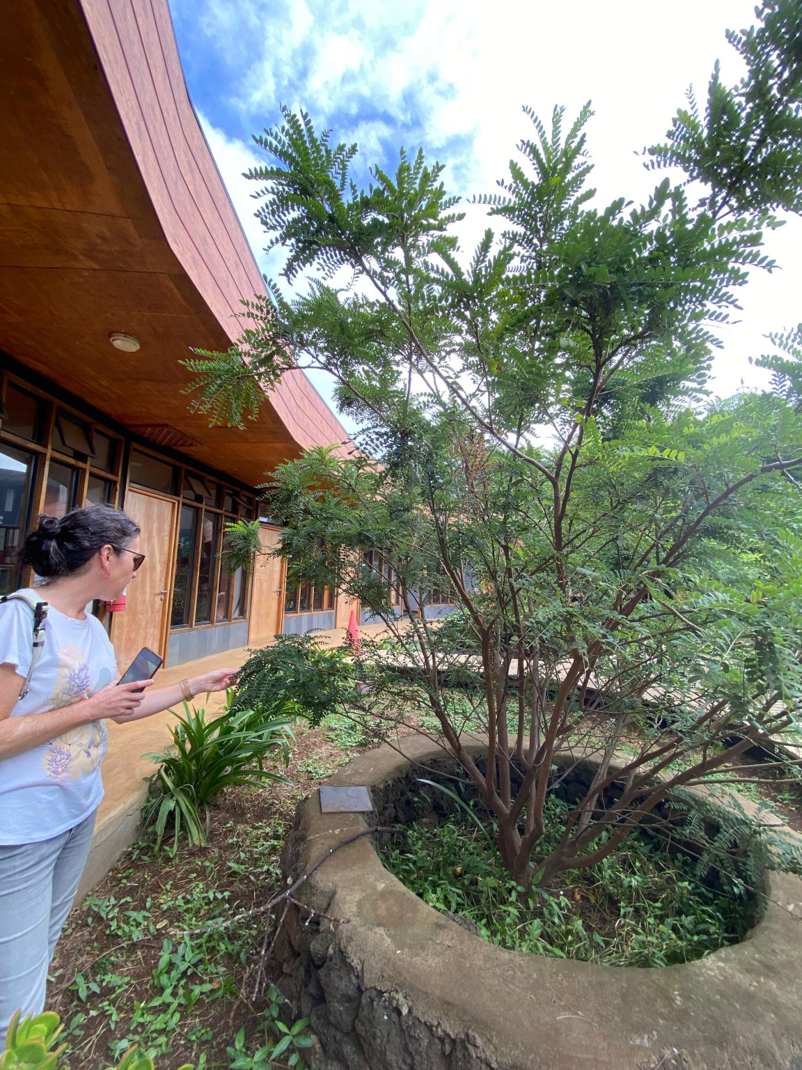 Trasladan plantas de toromiro desde Chillán a Rapa Nui - Redagrícola