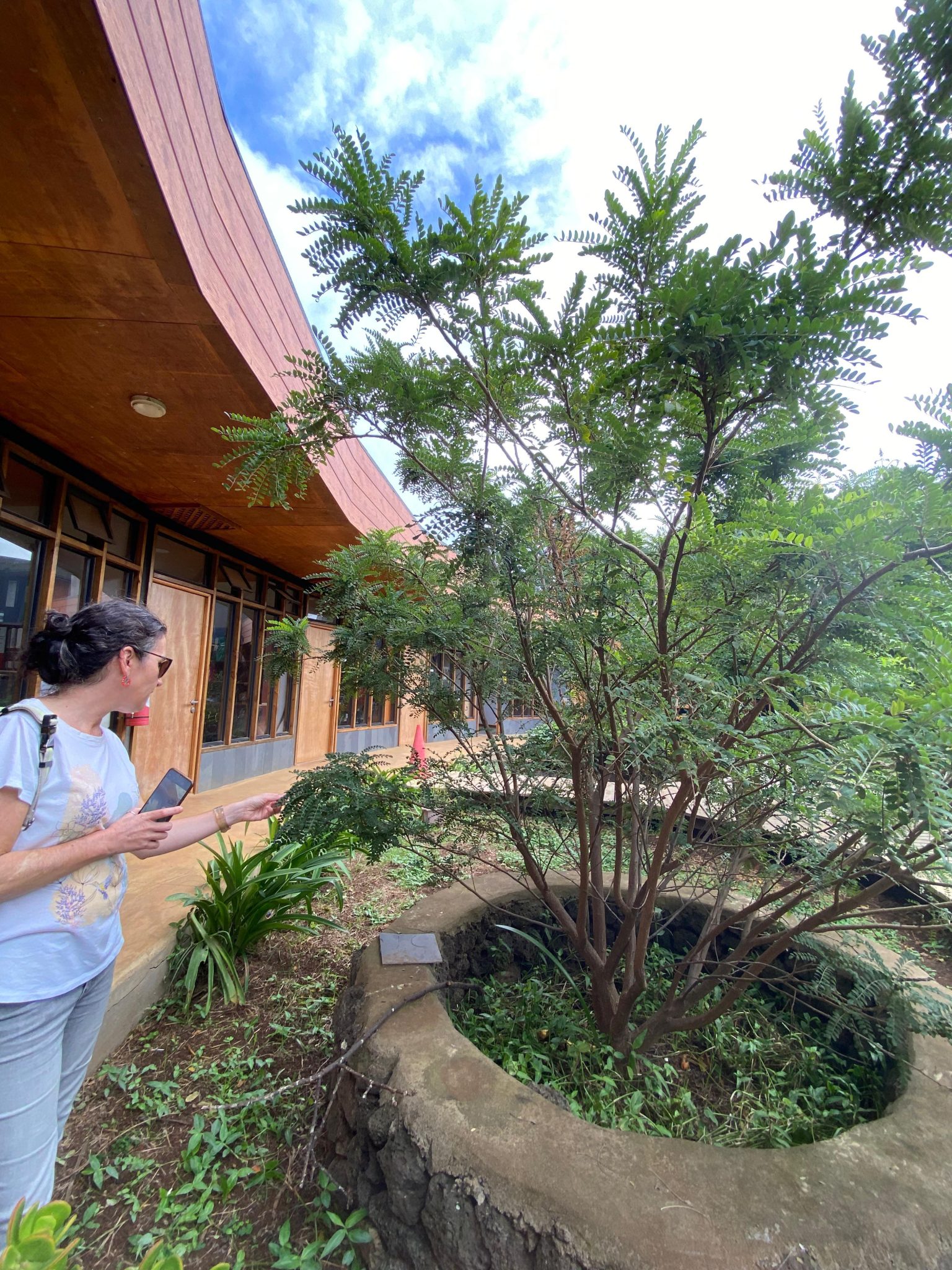 Trasladan plantas de toromiro desde Chillán a Rapa Nui - Redagrícola