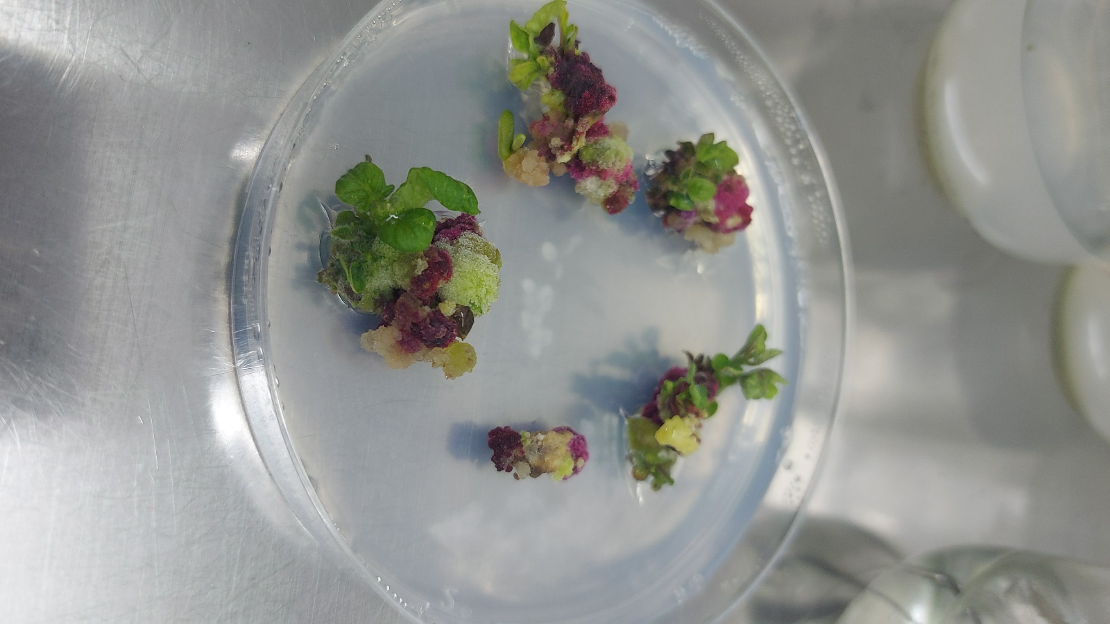 Tomates burdeos, desarrollo genético chileno para enfrentar condiciones ...