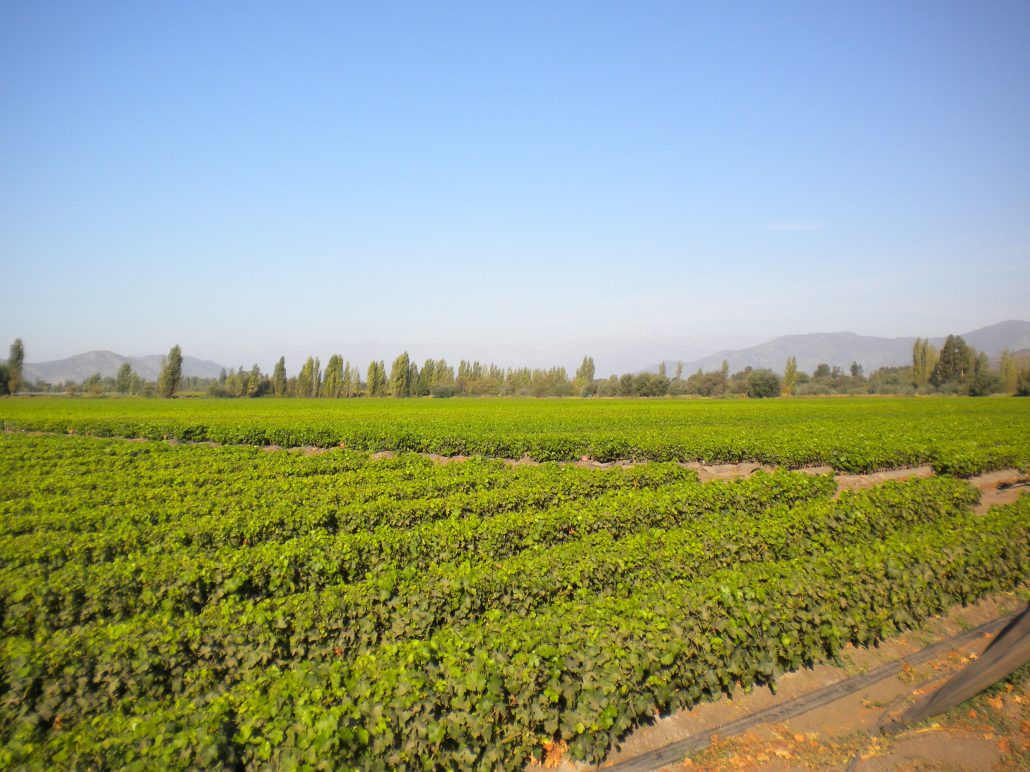 La consigna es comenzar con plantas sanas - Redagrícola