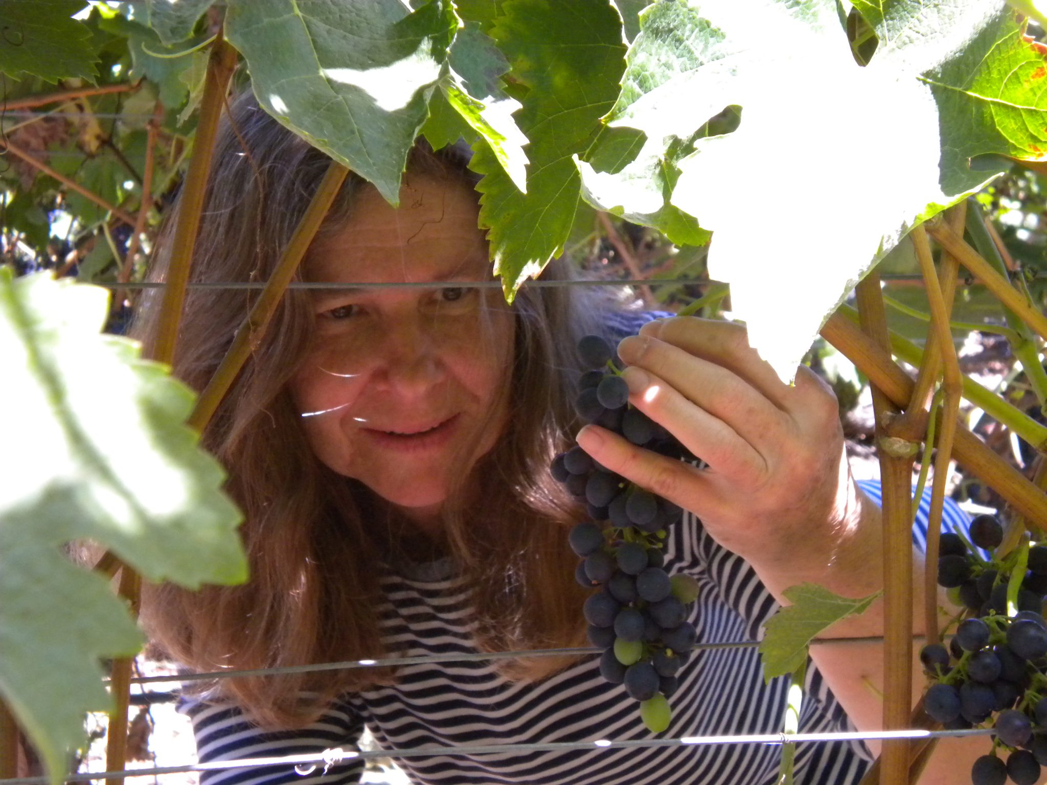 La consigna es comenzar con plantas sanas - Redagrícola