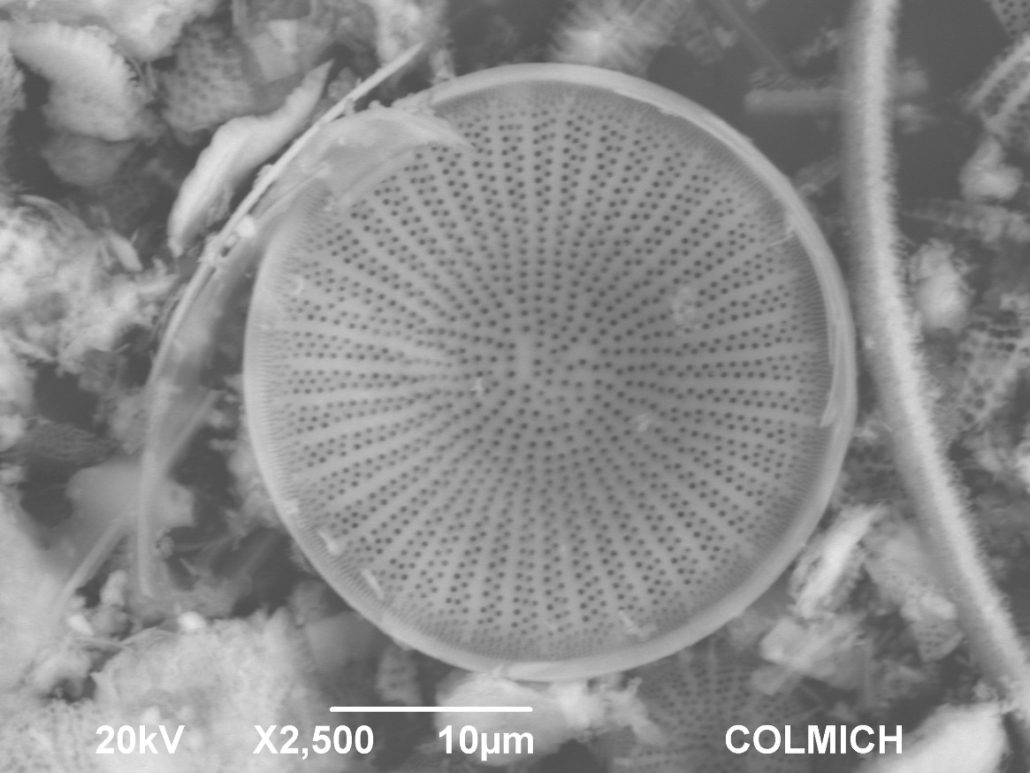 Diatomeas en la Agricultura - Redagrícola