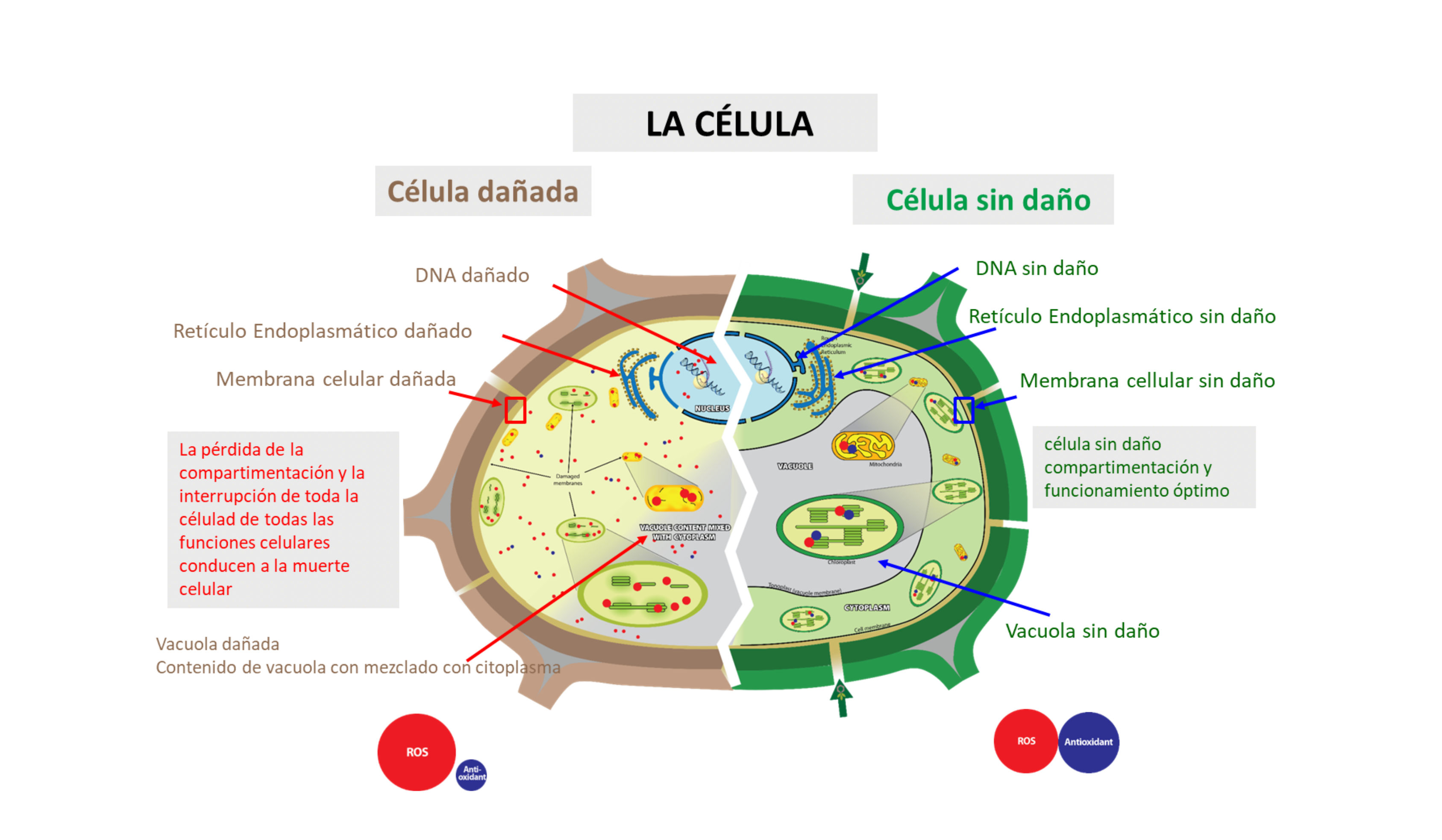 CROP+, el aliado nutricional para combatir el estrés abiótico de las ...