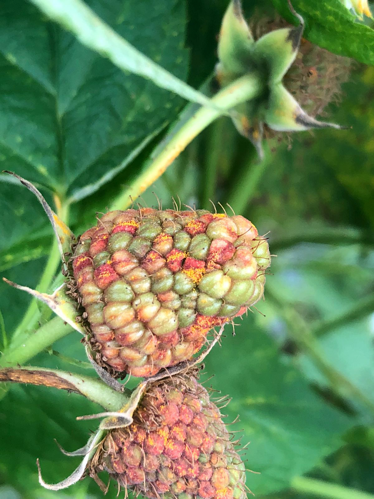Las berries mexicanas reclaman su bienestar sanitario - Redagrícola