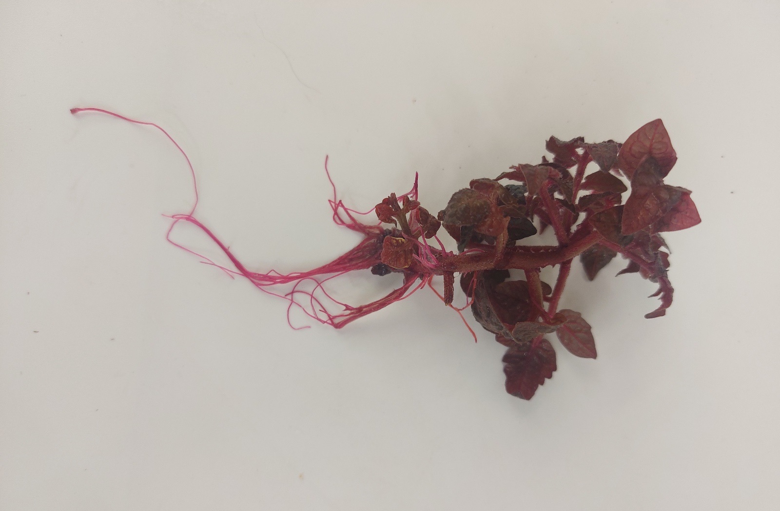 Tomates burdeos, desarrollo genético chileno para enfrentar condiciones ...