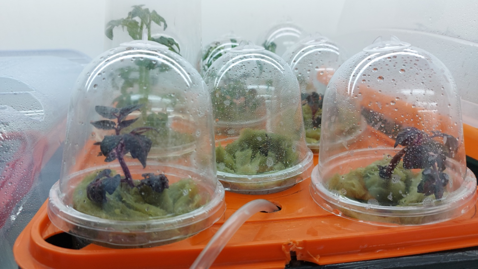 Tomates burdeos, desarrollo genético chileno para enfrentar condiciones ...