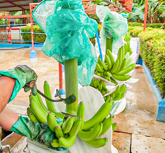 Claves para una adecuada poscosecha en banano