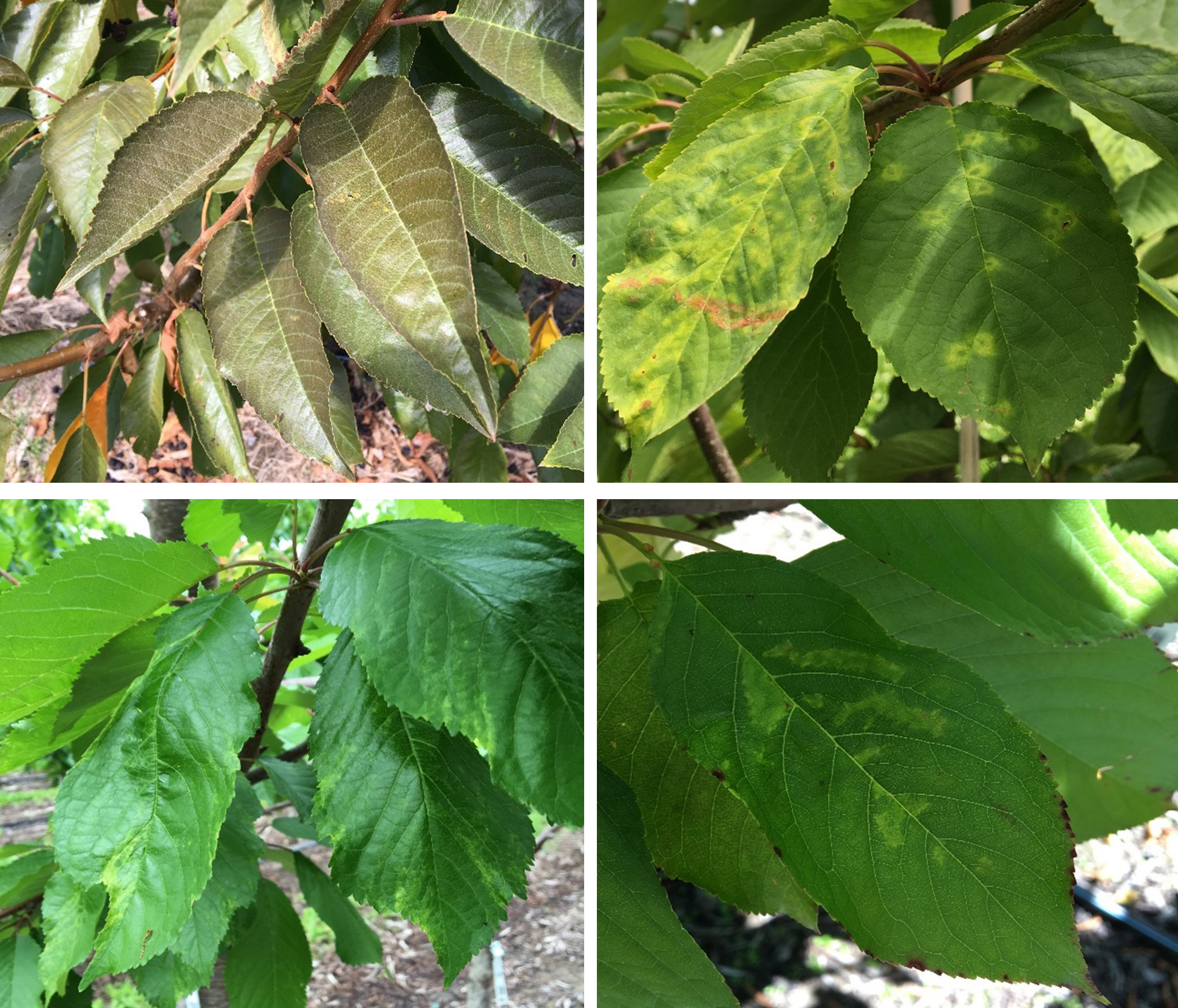 Hojas Del Arbol Frutal De Cerezo Prunus Avium Arbolapp