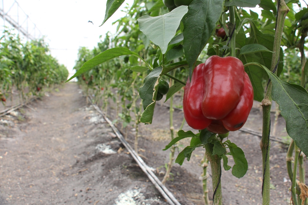 El chile morrón se abre camino hacia el mercado japonés - Redagrícola