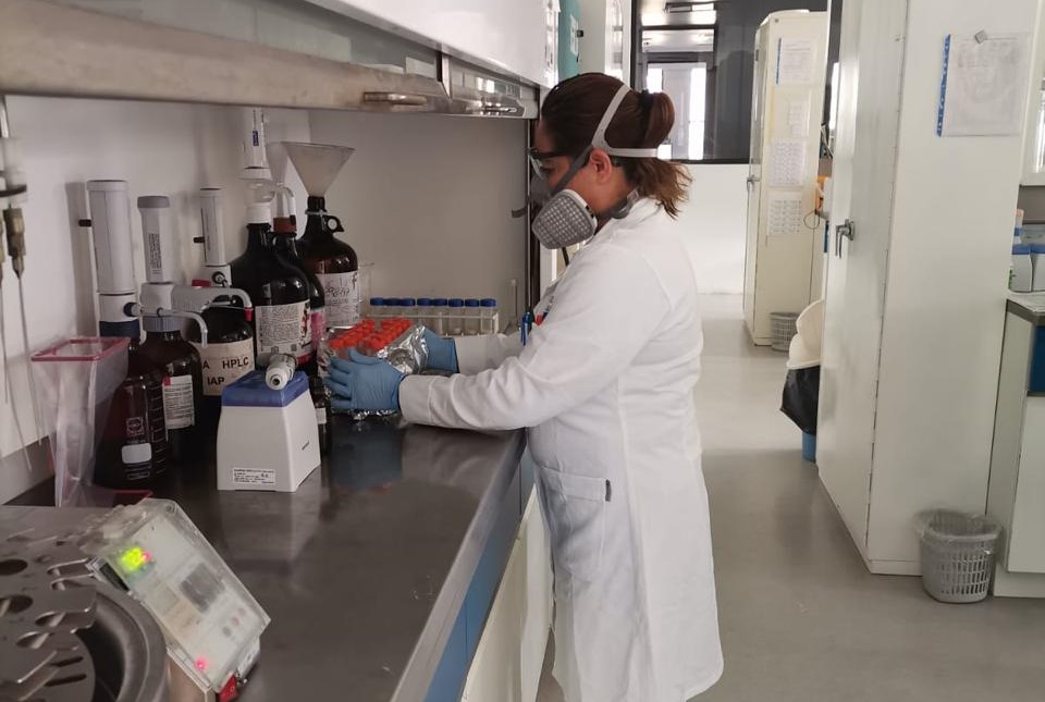 Indagan genética del agave para mejorar respuesta al cambio climático - Redagrícola