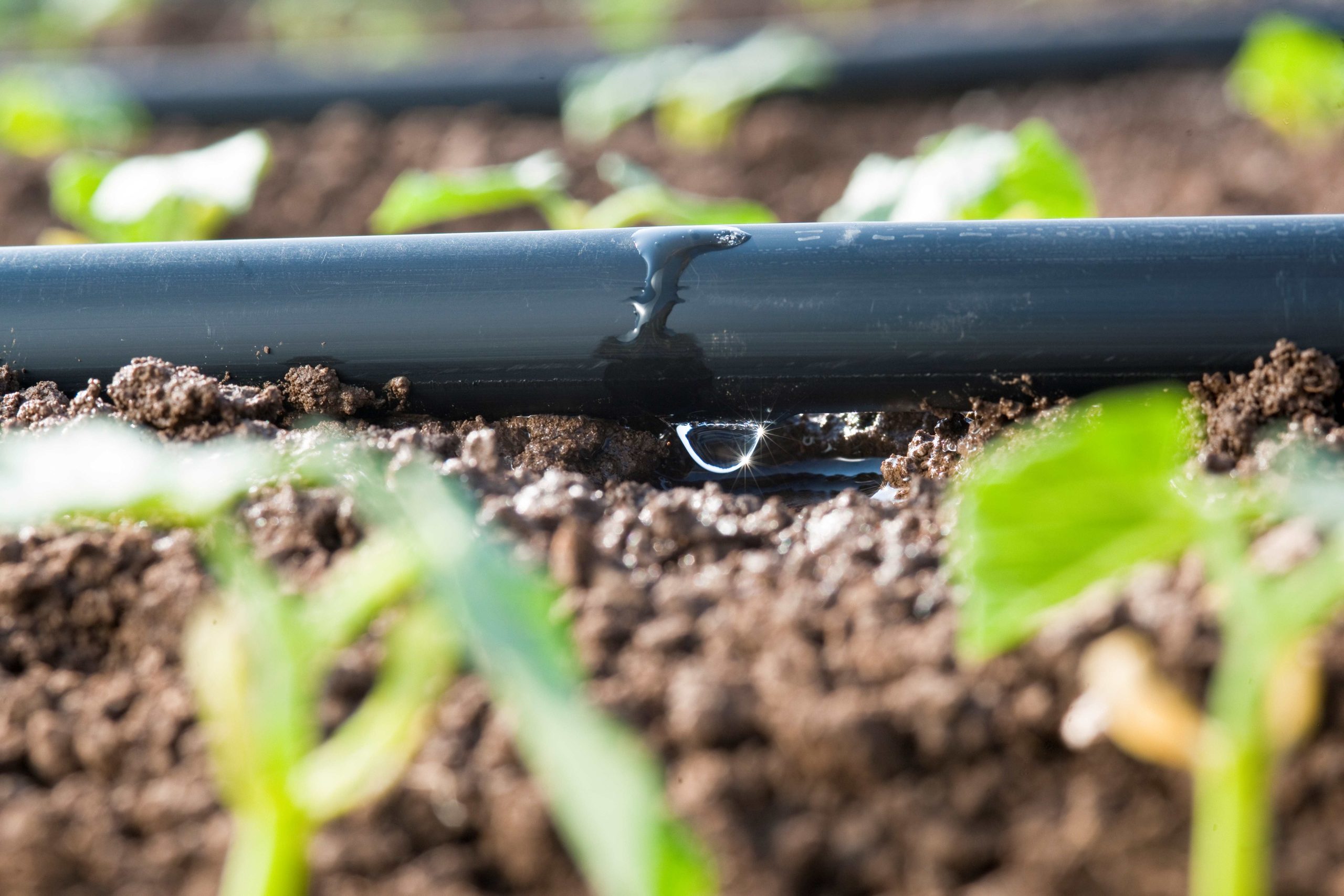 Rivulis libera décadas de conocimiento e innovación en riego por goteo ...