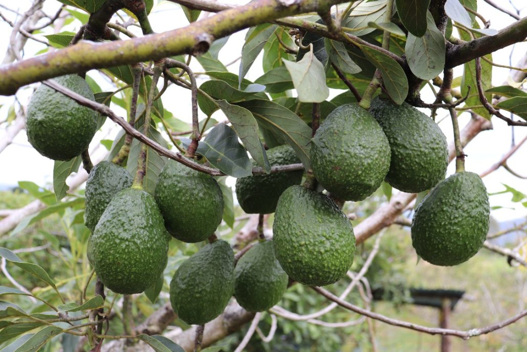 Claves para la selección y manejo de suelos aptos para el cultivo de aguacate