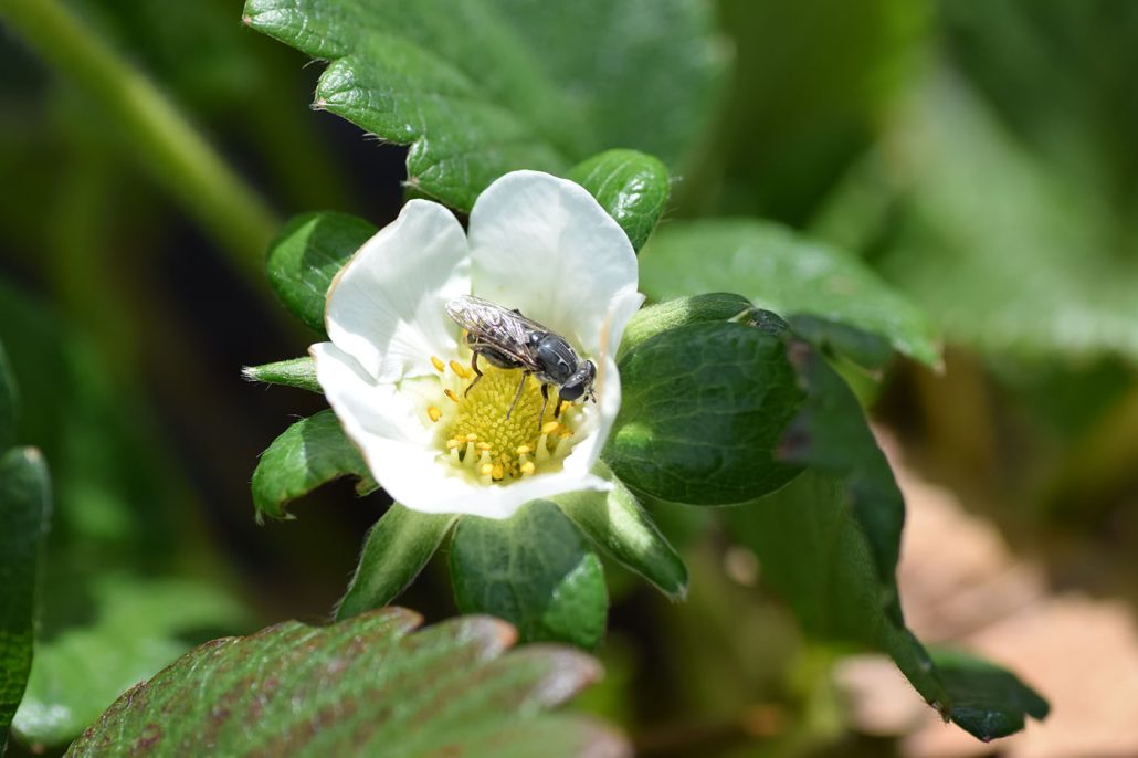 Identifican nuevos insectos polinizadores en cultivos de fresa que ...