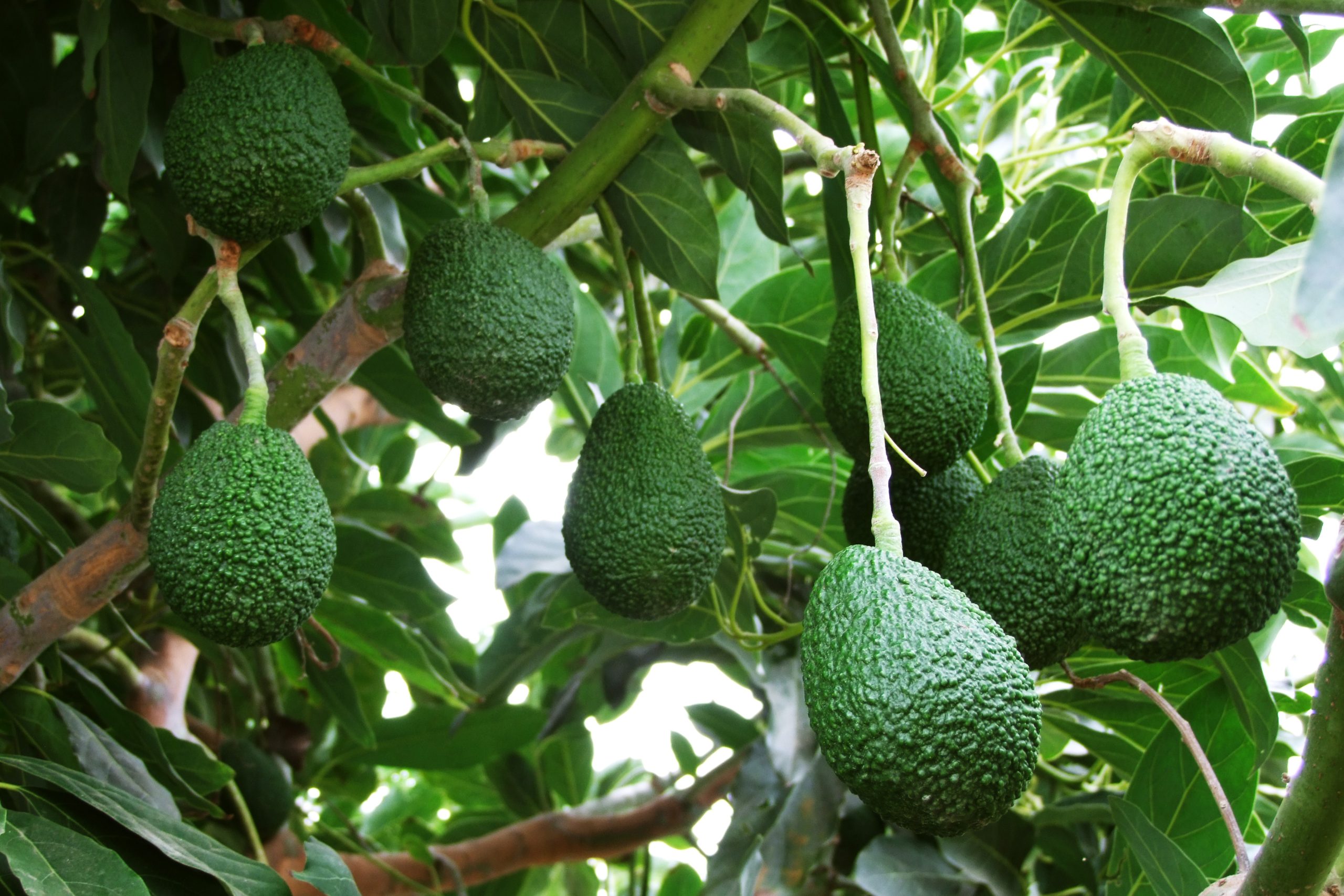 Perú exporta más de 375 mil toneladas de palta Hass - Redagrícola