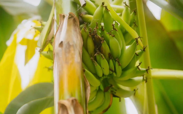 Presentan la primera planta de banano resistente al Fusarium RT4 ...