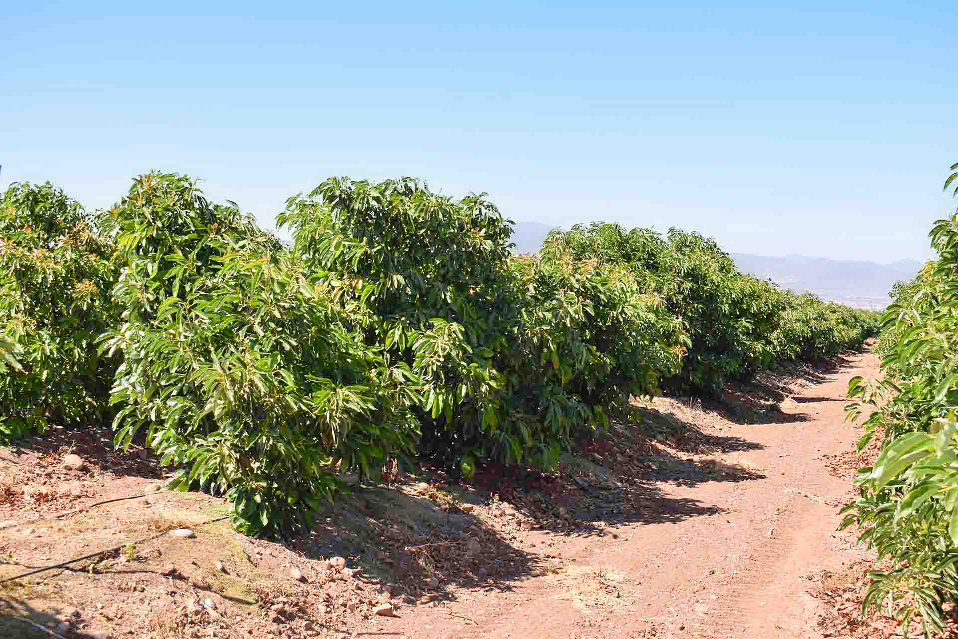 En Paltos: Consejos para un Cultivo Exitoso - Redagrícola