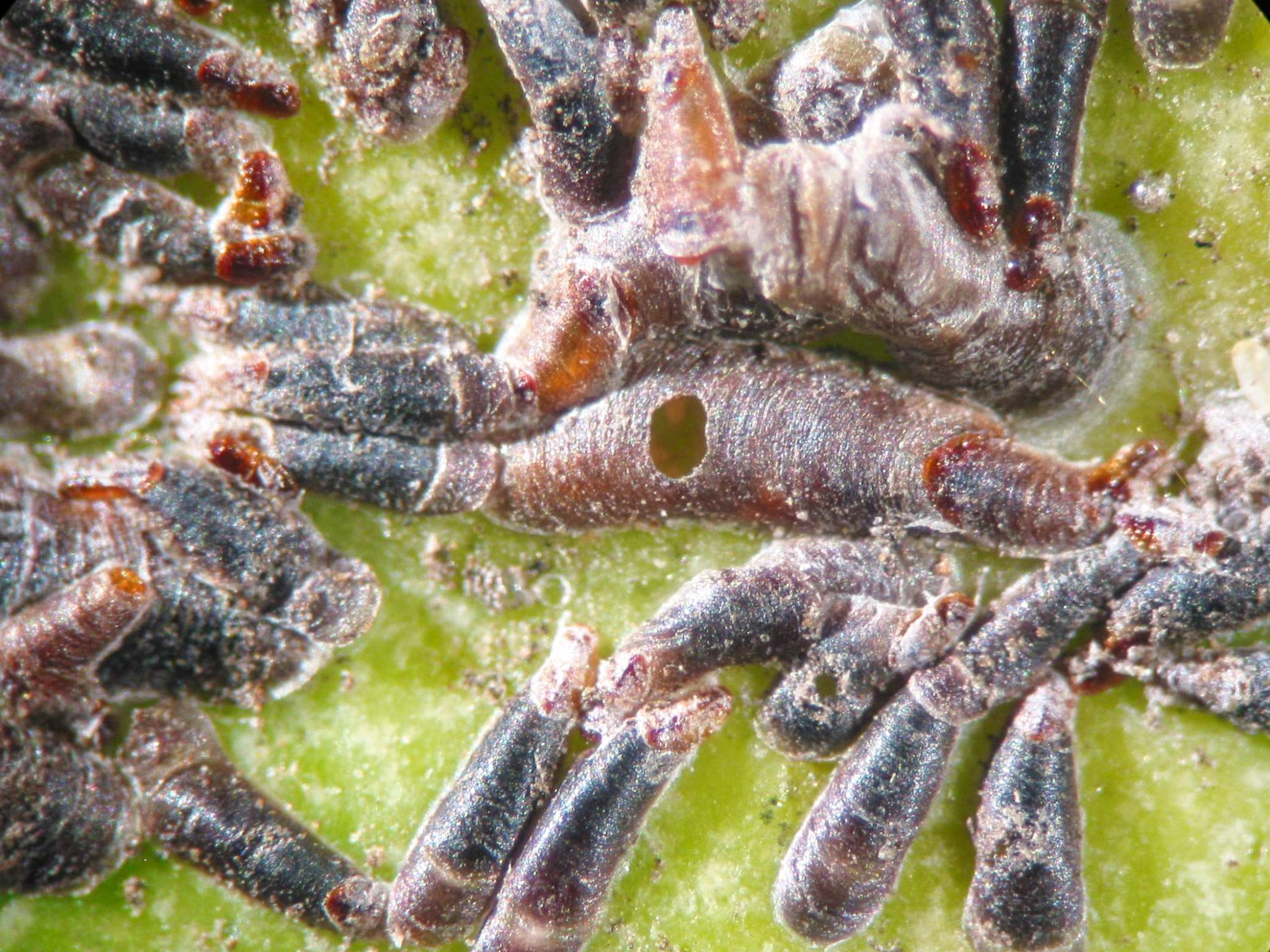 Preocupa el aumento de chanchitos blancos en cítricos - Redagrícola