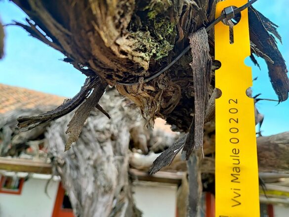 Descubren nueva cepa de uva en una parra de 120 años en Maule - Redagrícola