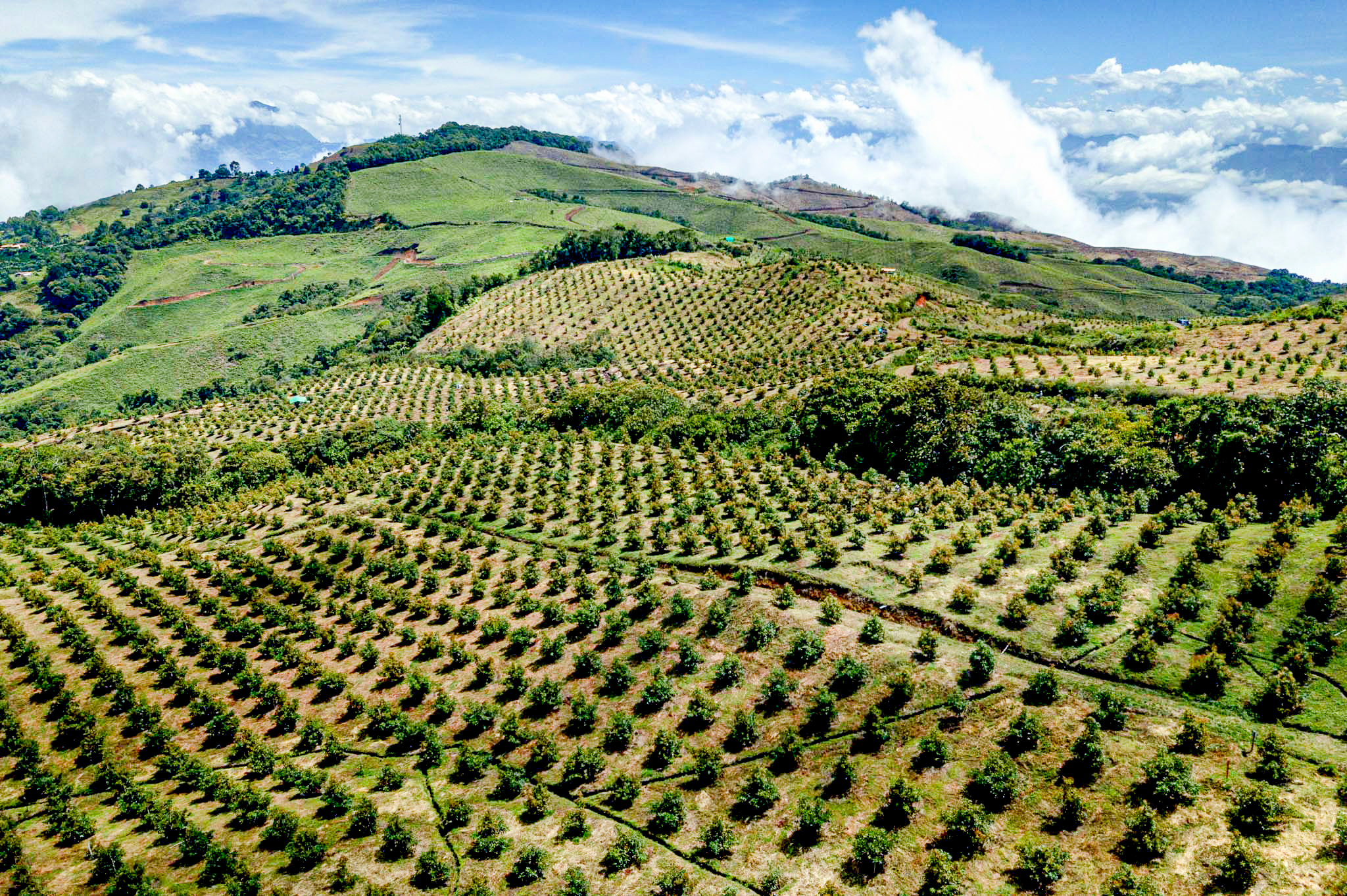 Las claves para hacer del aguacate colombiano un cultivo más competitivo