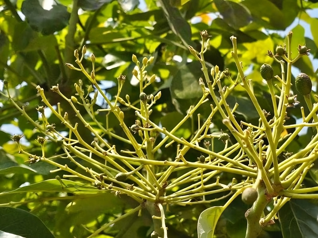 Citoquininas: una herramienta versátil para el cultivo de palto ...