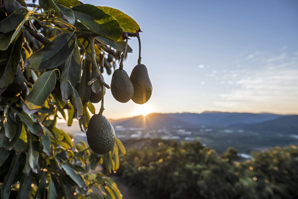 Paltos/Aguacate Archives - Redagrícola