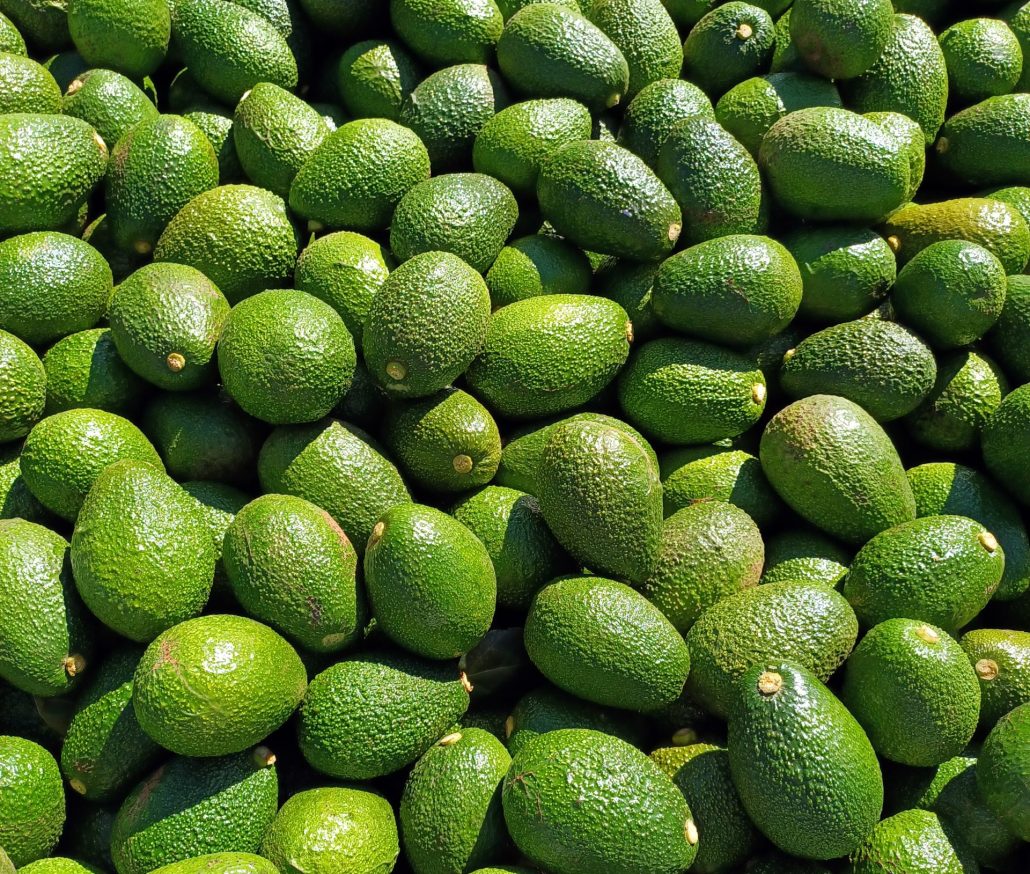 El nuevo proyecto de paltos que apuesta al sur de lo establecido ...