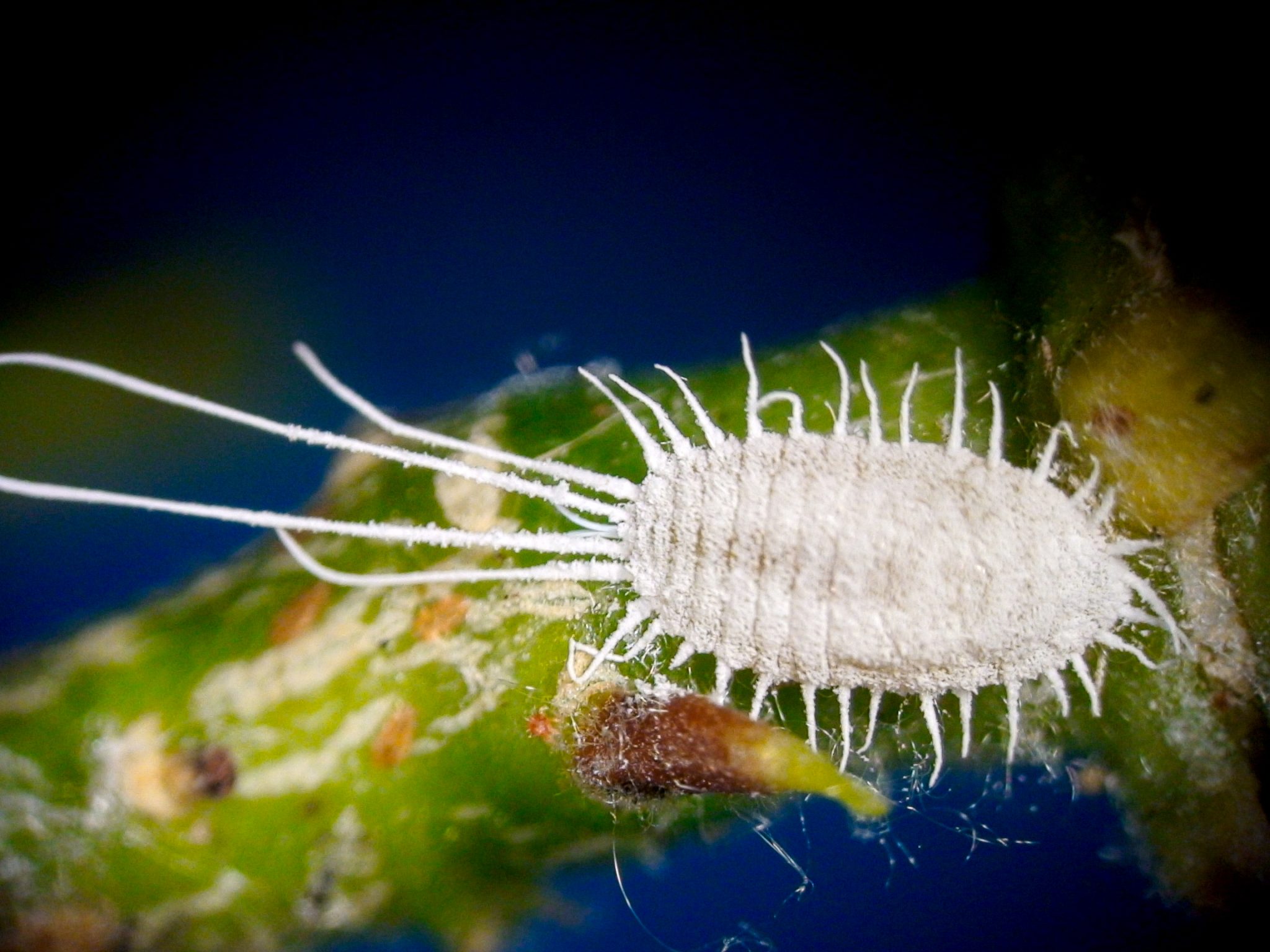 Preocupa el aumento de chanchitos blancos en cítricos - Redagrícola
