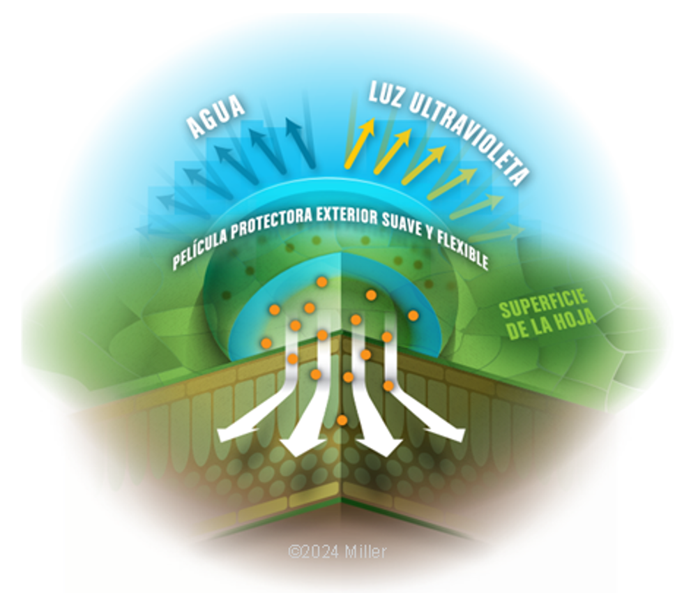 Miller Chemical and Fertilizer, soluciones innovadoras y especializadas ...