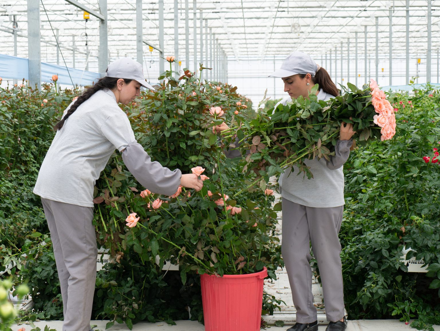 Fisiología y manejo poscosecha en flores de corte