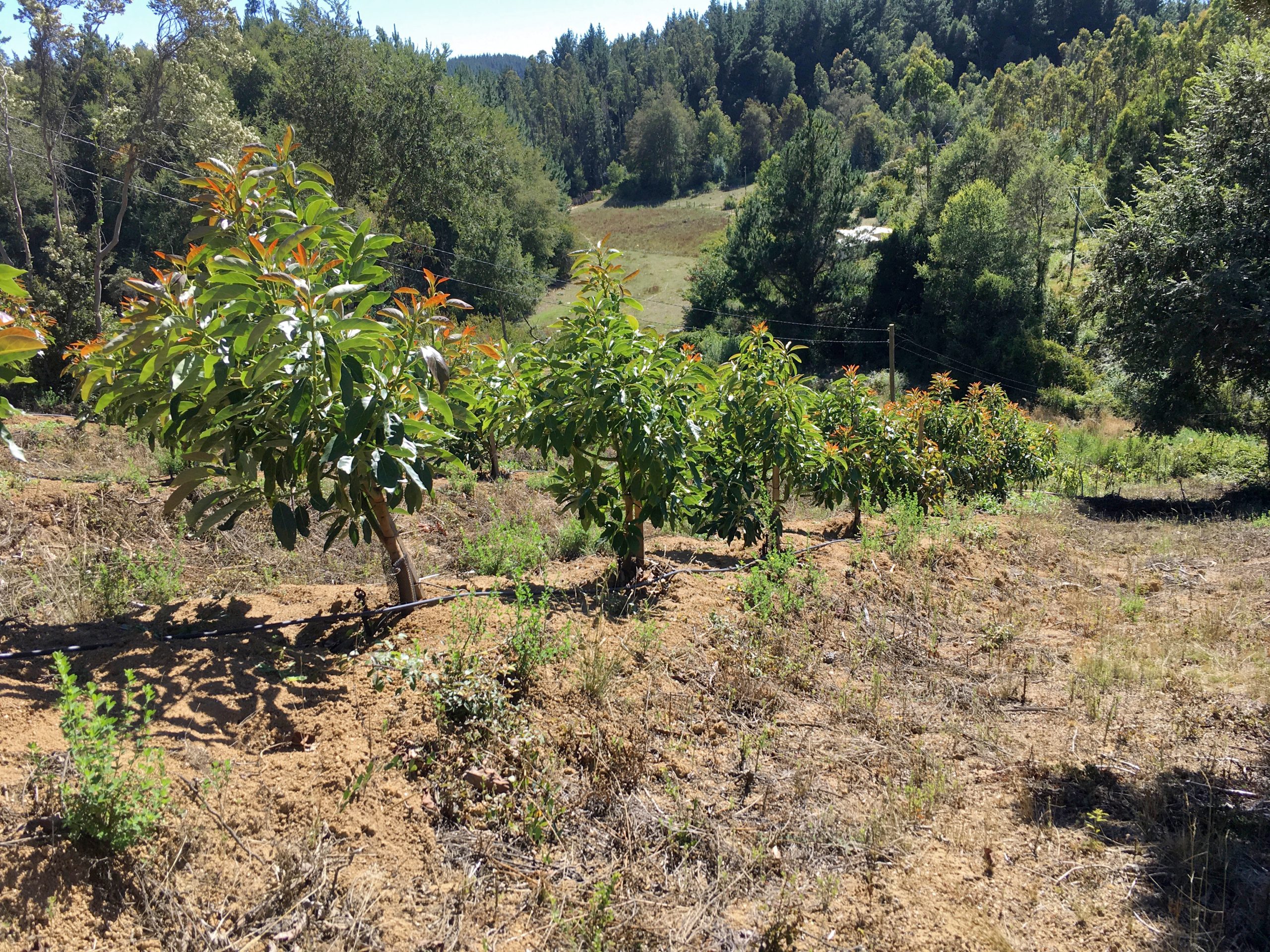 Los obstáculos que buscan sortear los productores para extender las ...