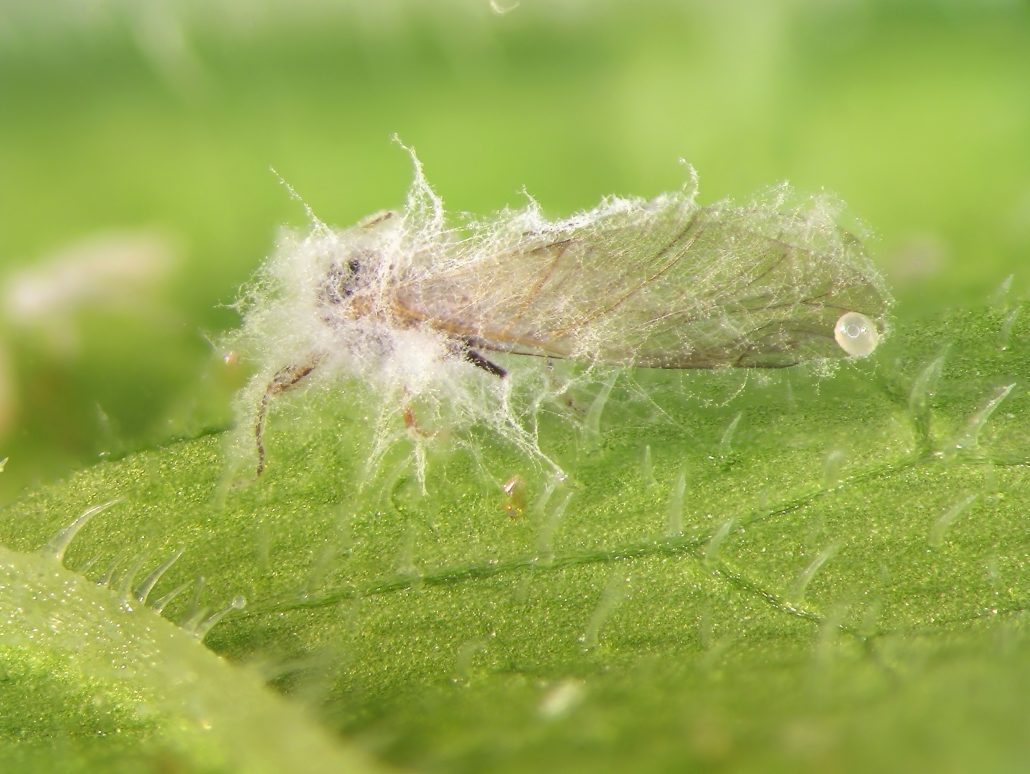 Hongos entomopatógenos, una opción biológica para superar las barreras ...