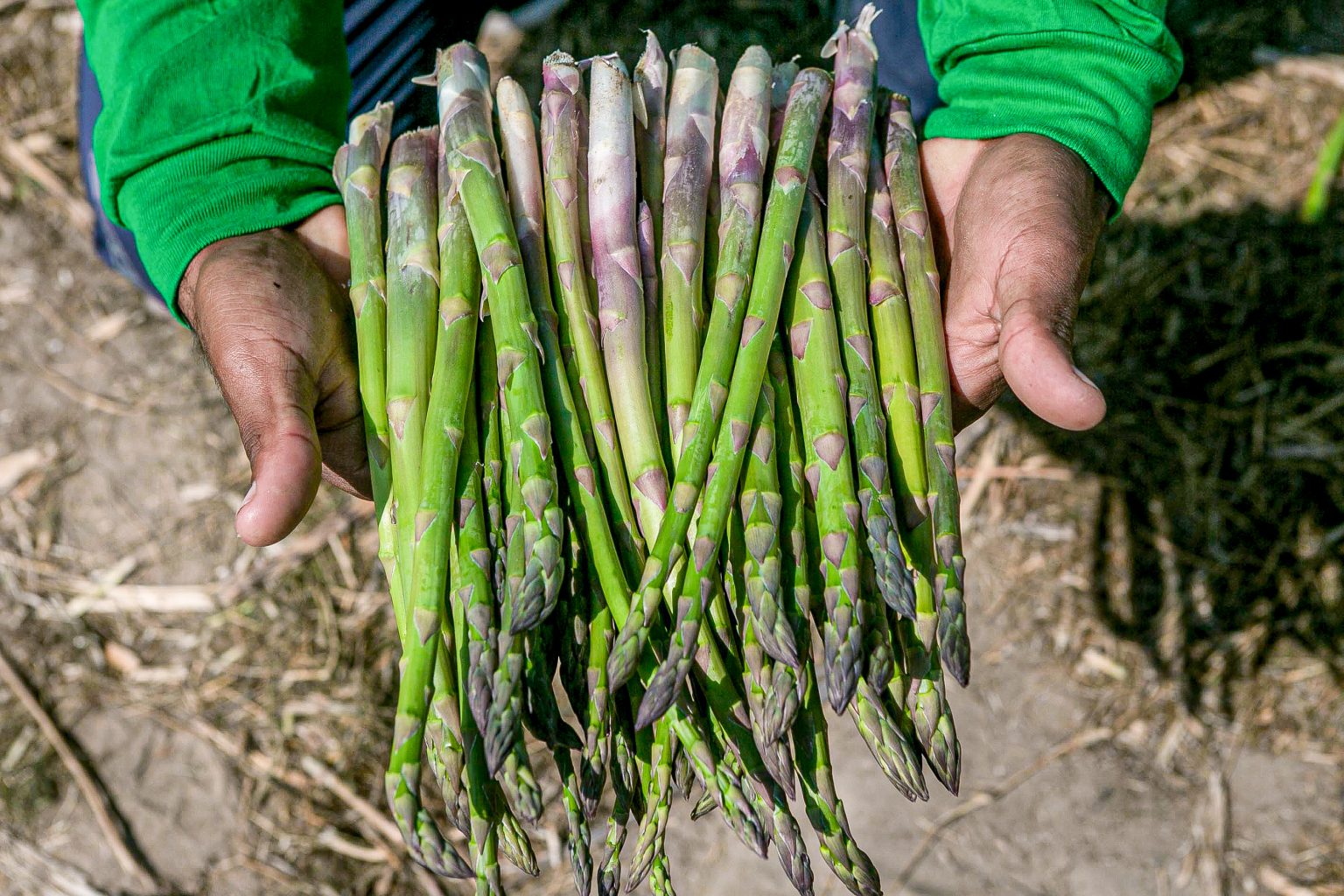 Cerro Prieto y las claves para ser competitivos en el negocio del ...