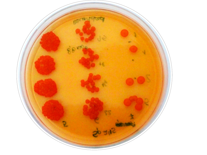 Azospirillum, la bacteria clave en la búsqueda de una agricultura ...