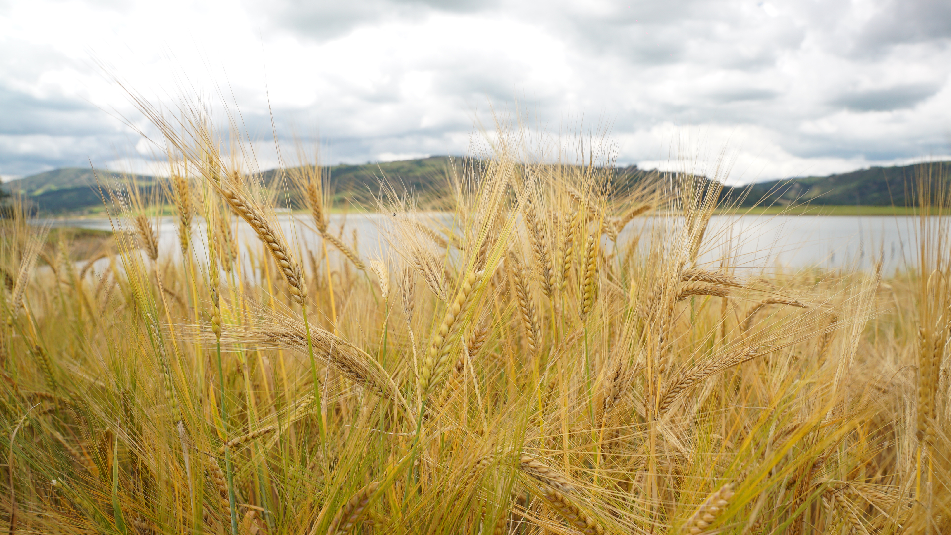 Abren convocatoria para vincular 1.000 agricultores de cebada al ...