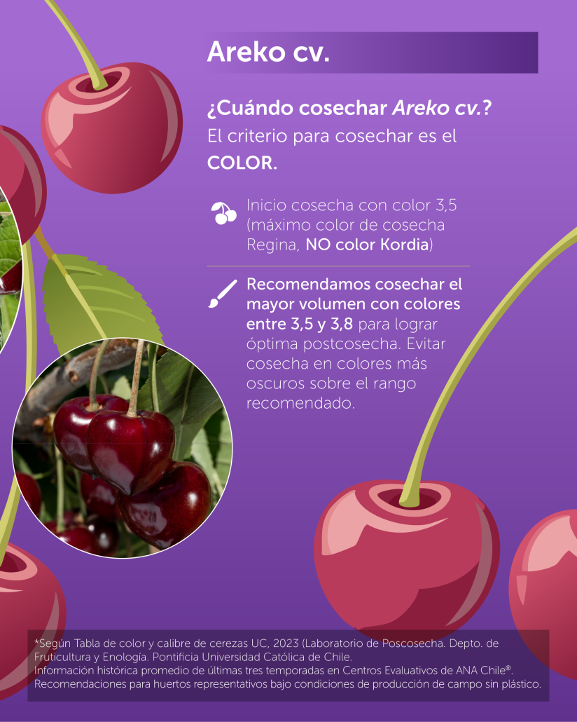 Consideraciones técnicas para la variedad de cereza Areko - Redagrícola