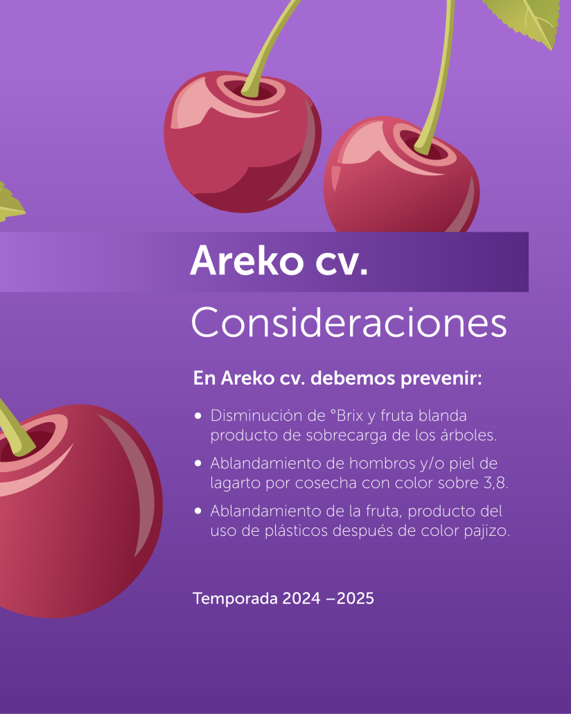 Consideraciones técnicas para la variedad de cereza Areko - Redagrícola